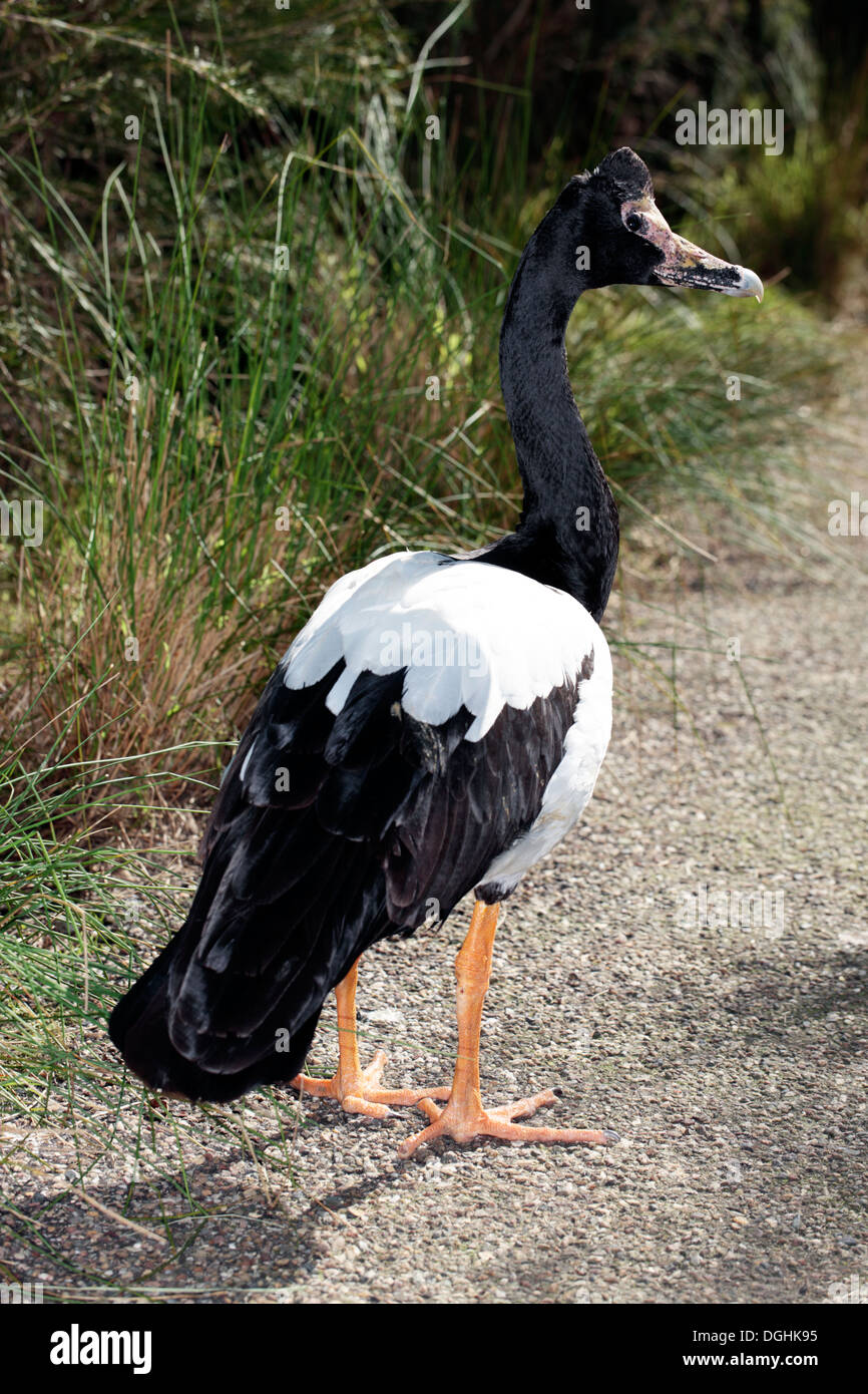 Male Pied/Magpie/Semi-palmated Goose - Anseranas semipalmata-Family ...