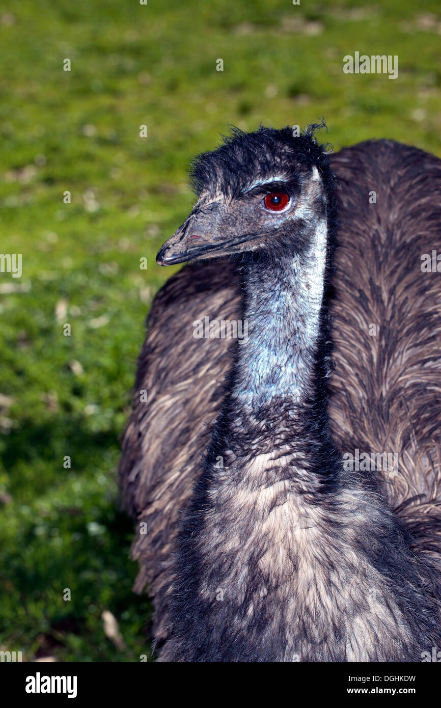 Female emu hi-res stock photography and images - Alamy