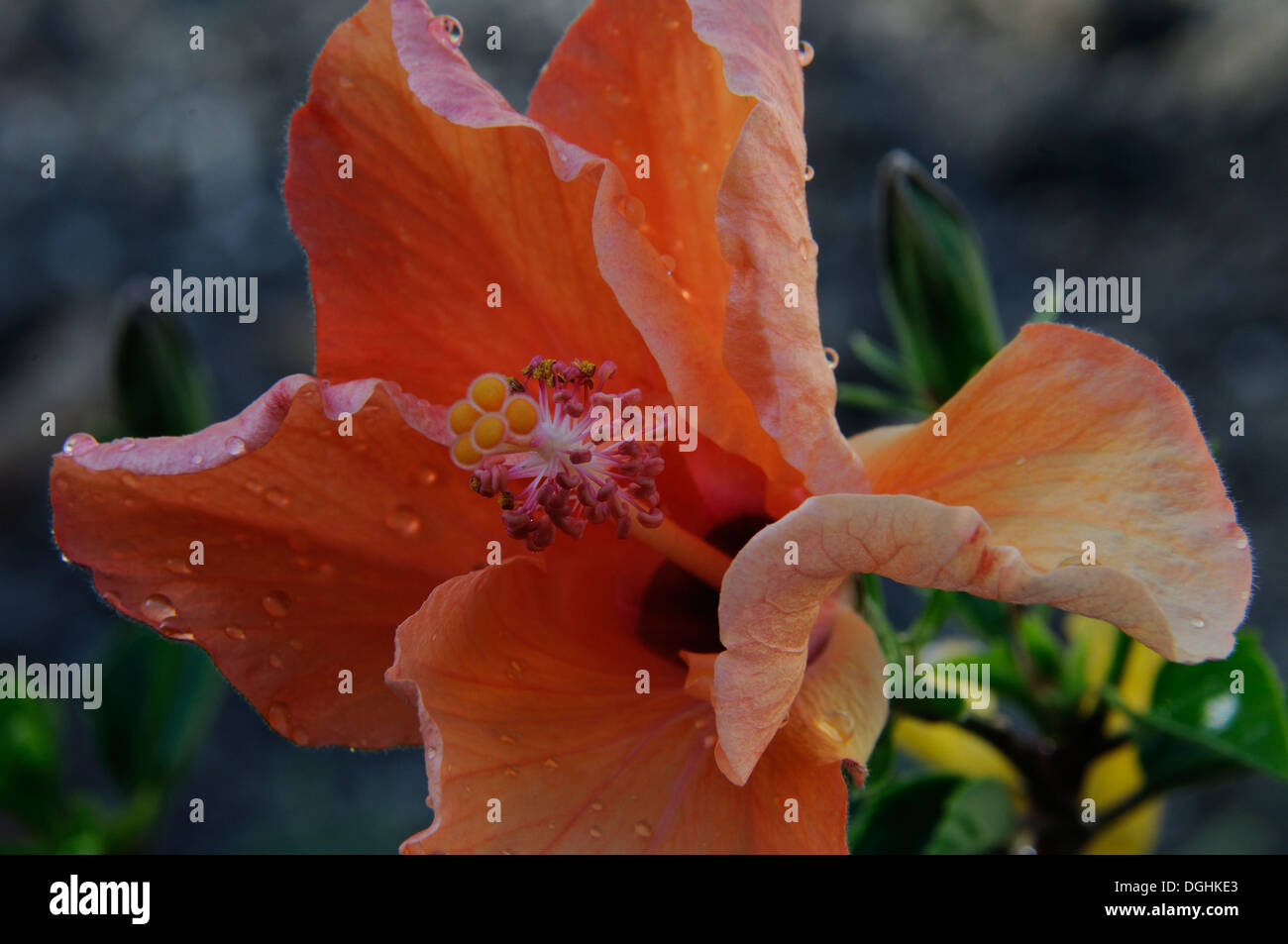 Detail of Hibiscus Flower Stock Photo - Alamy