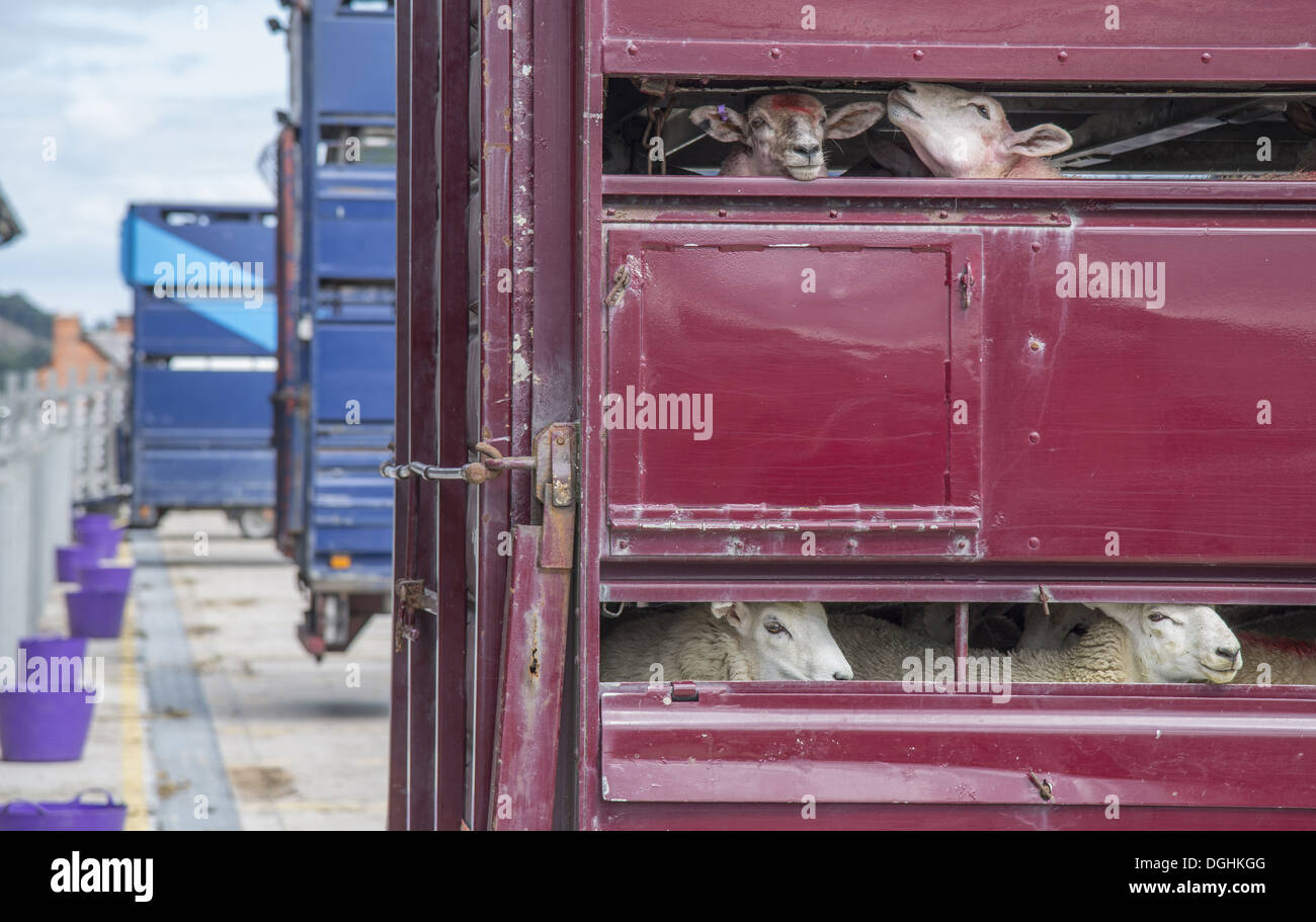 Sheep lorries hi-res stock photography and images - Alamy