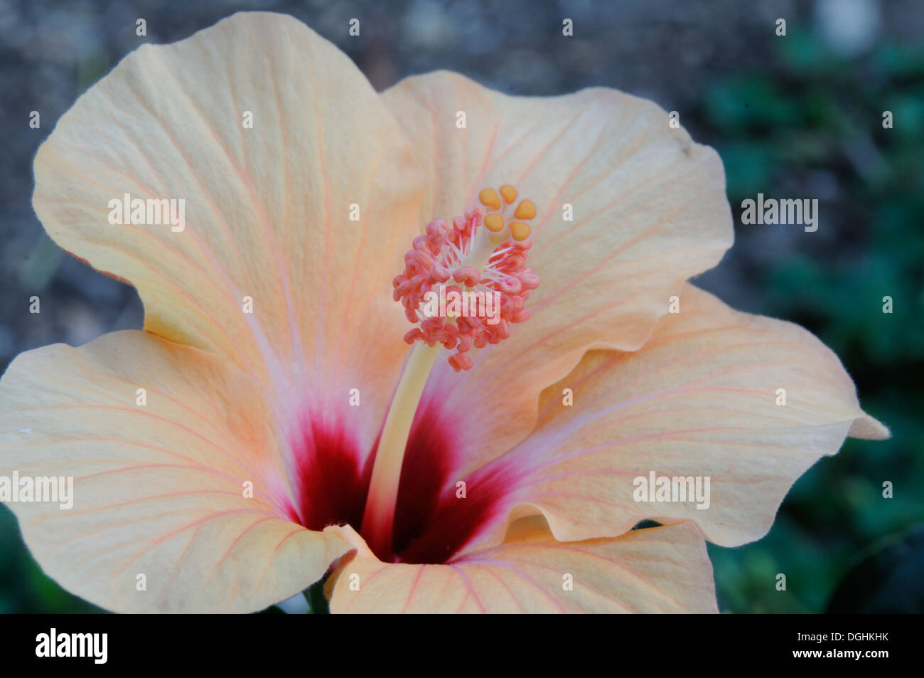 Detail of Hibiscus Flower Stock Photo - Alamy