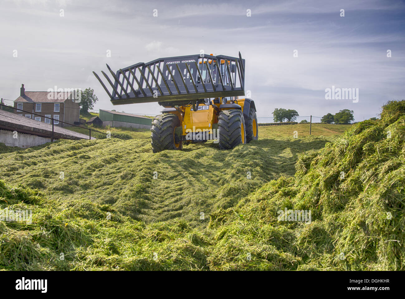 JCB loader compressing grass silage clamp, Grimsargh, Preston ...
