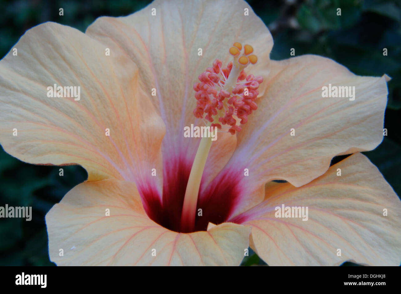 Detail of Hibiscus Flower Stock Photo - Alamy