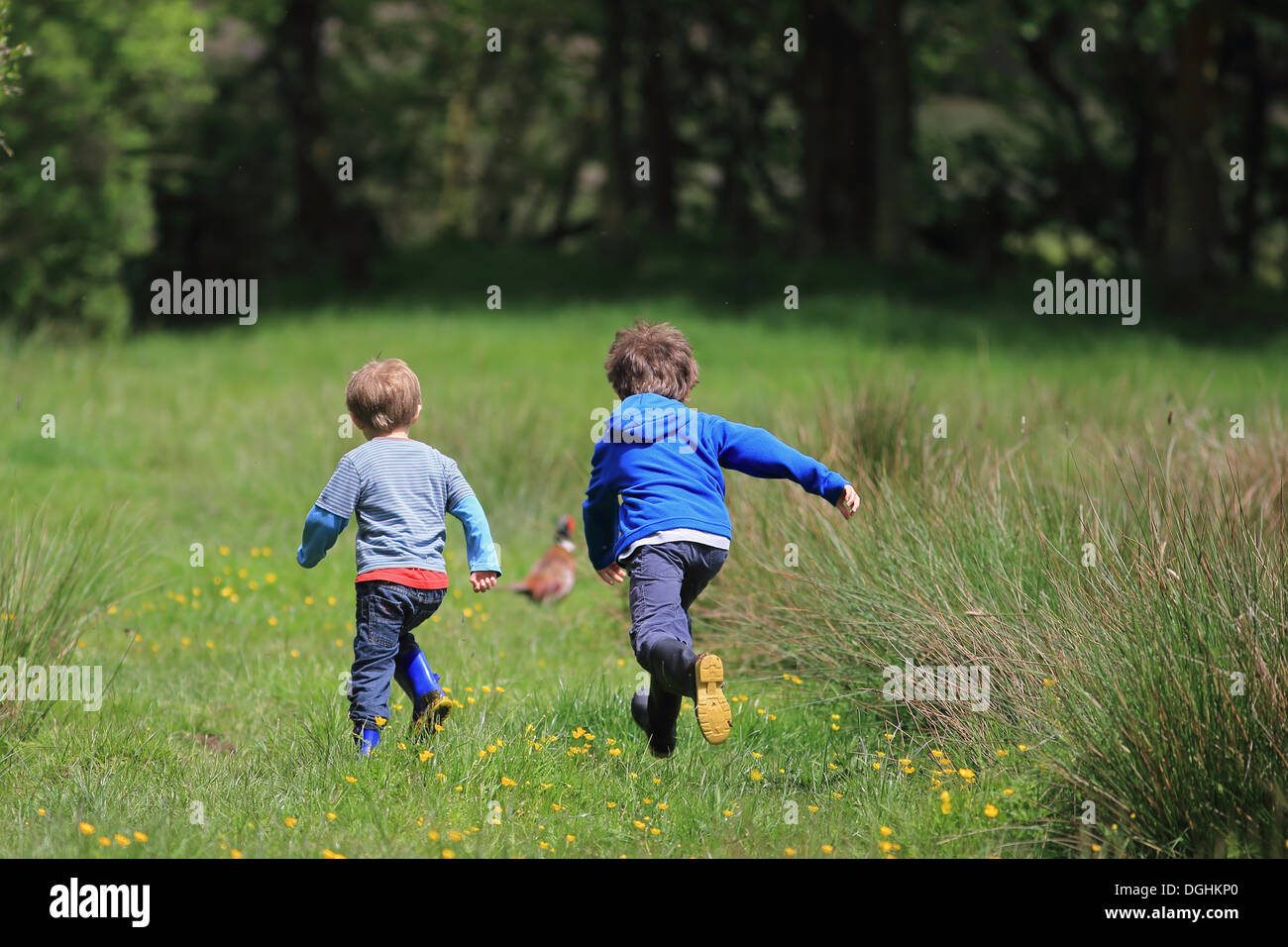 Two young boys, running and chasing after Common Pheasant (Phasianus ...