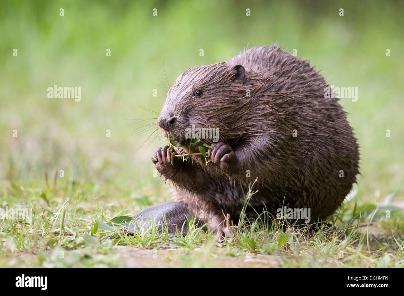 Young beaver hi-res stock photography and images - Alamy