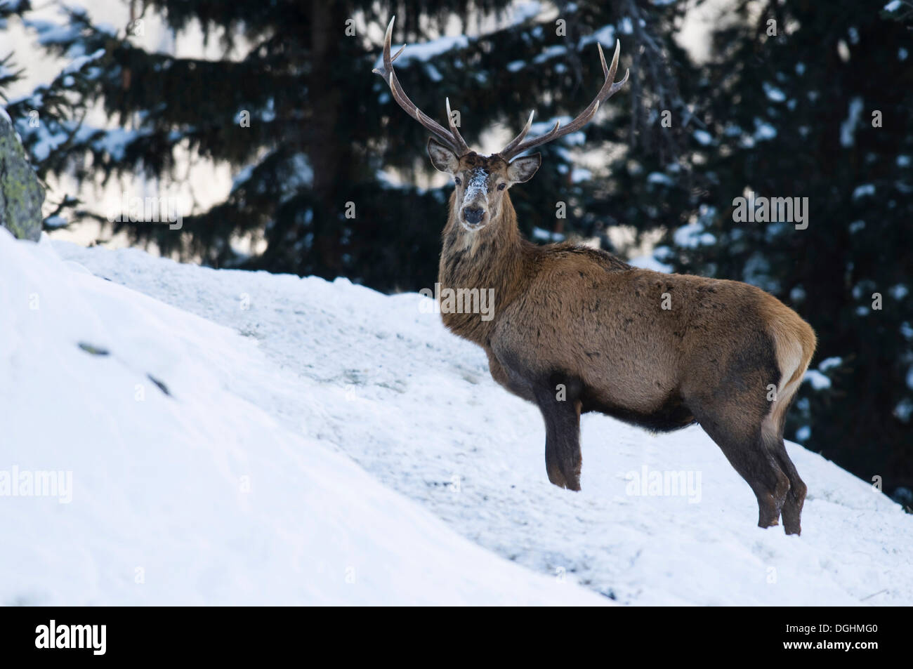 Red deer cervus elaphus in the alps hi-res stock photography and images ...