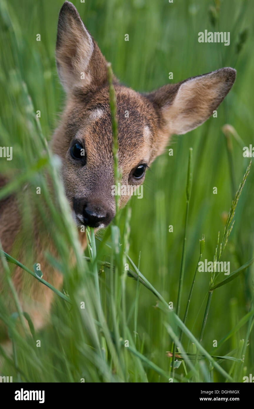 Roe deer fawn hi-res stock photography and images - Alamy