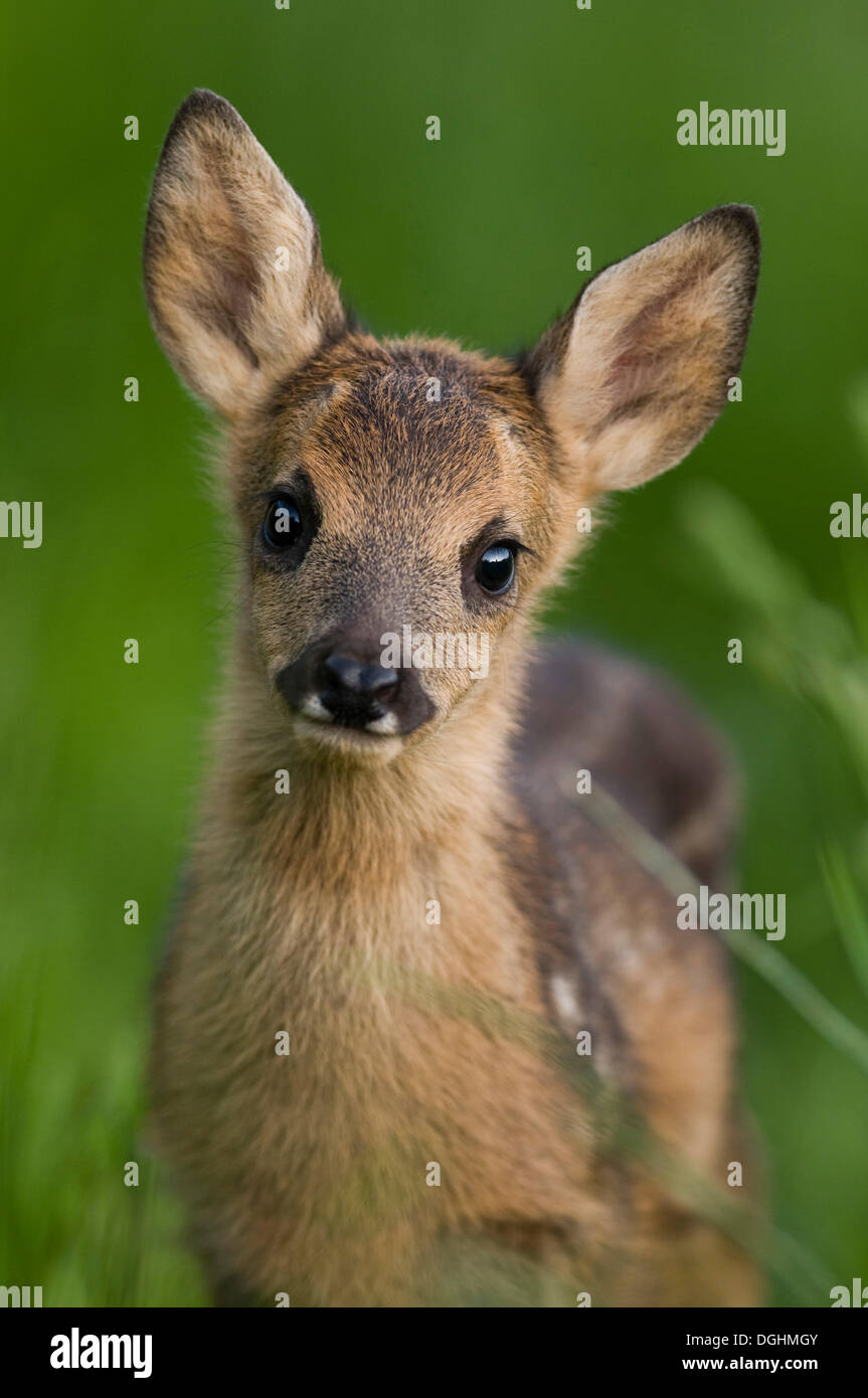 Roe deer fawn hi-res stock photography and images - Alamy