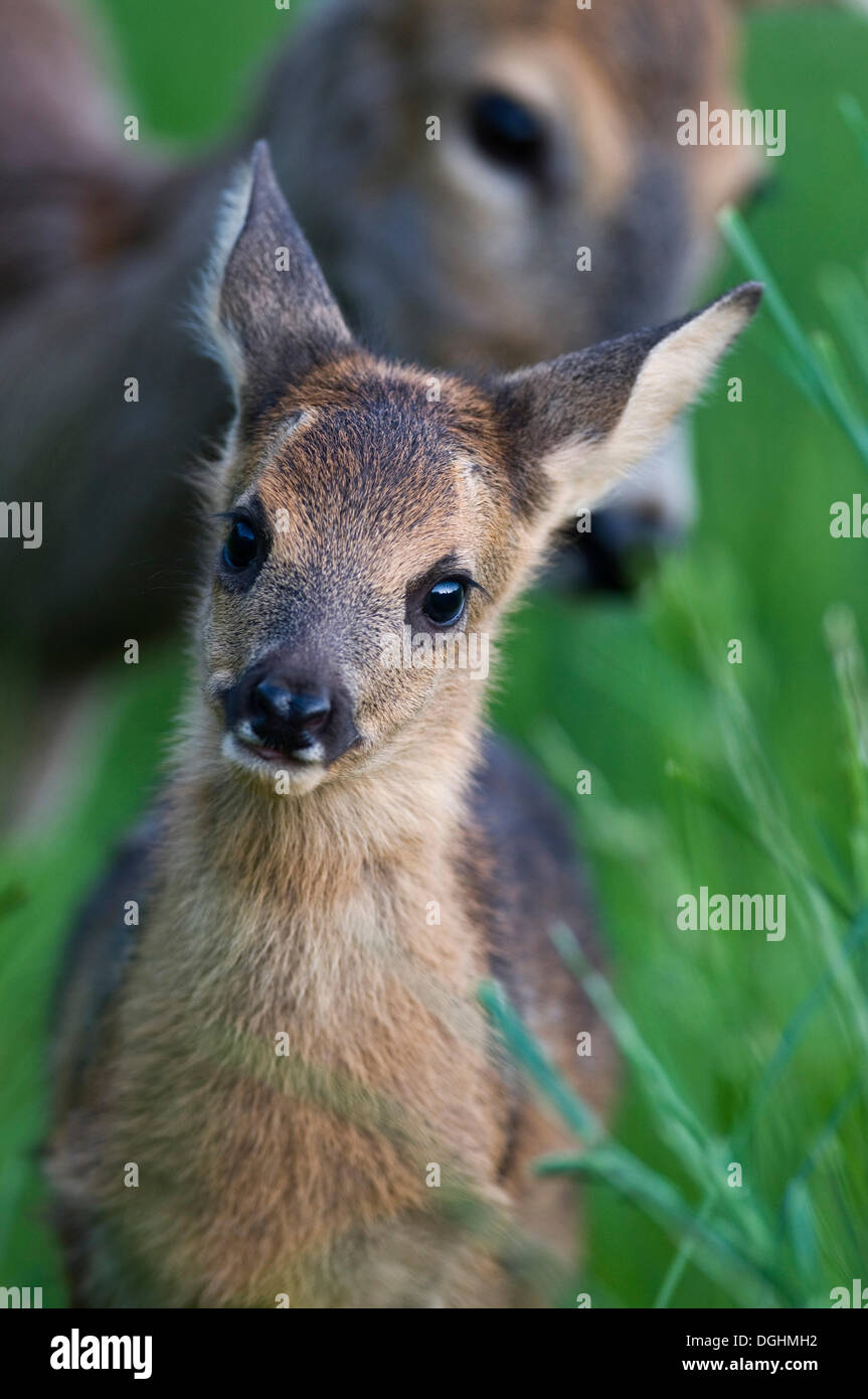 Roe deer fawn hi-res stock photography and images - Alamy
