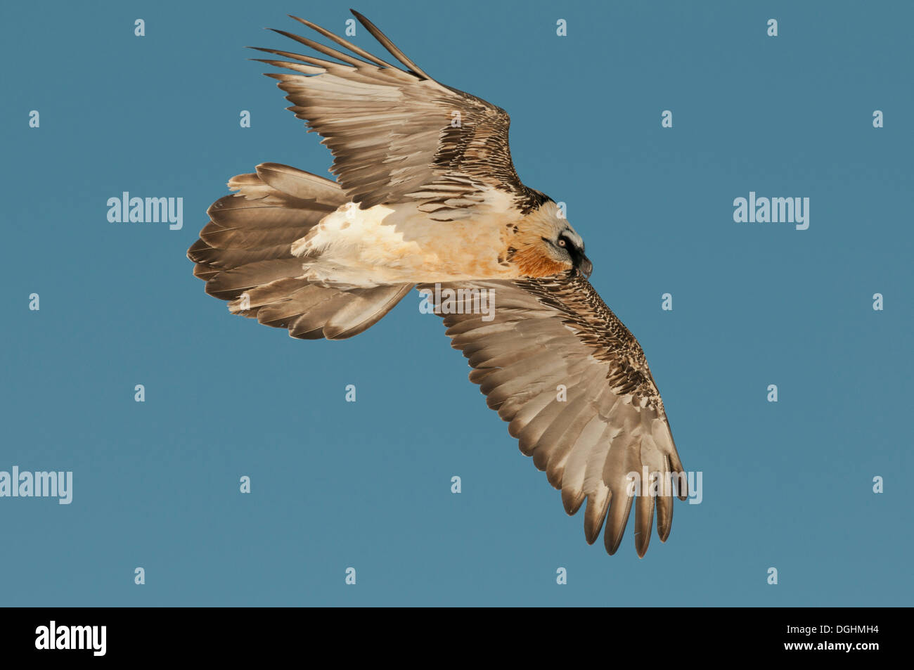 Bearded Vulture, also Lammergeier or Lammergeyer (Gypaetus barbatus) in ...