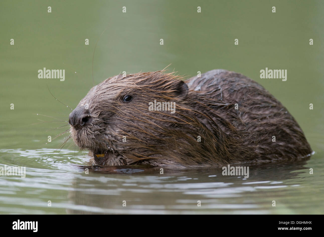 Beavers In Water High Resolution Stock Photography and Images - Alamy