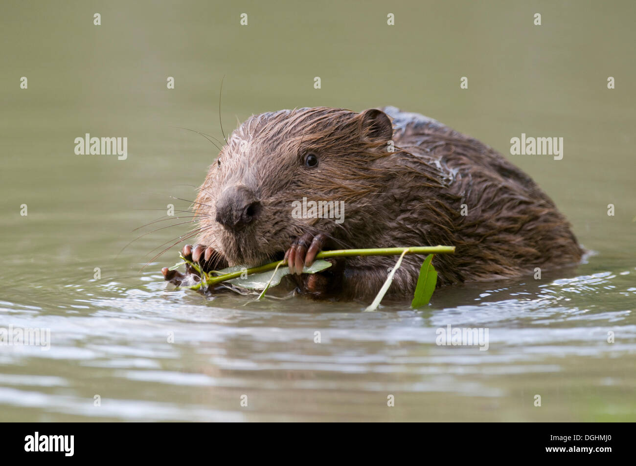 Castor fiber hi-res stock photography and images - Alamy