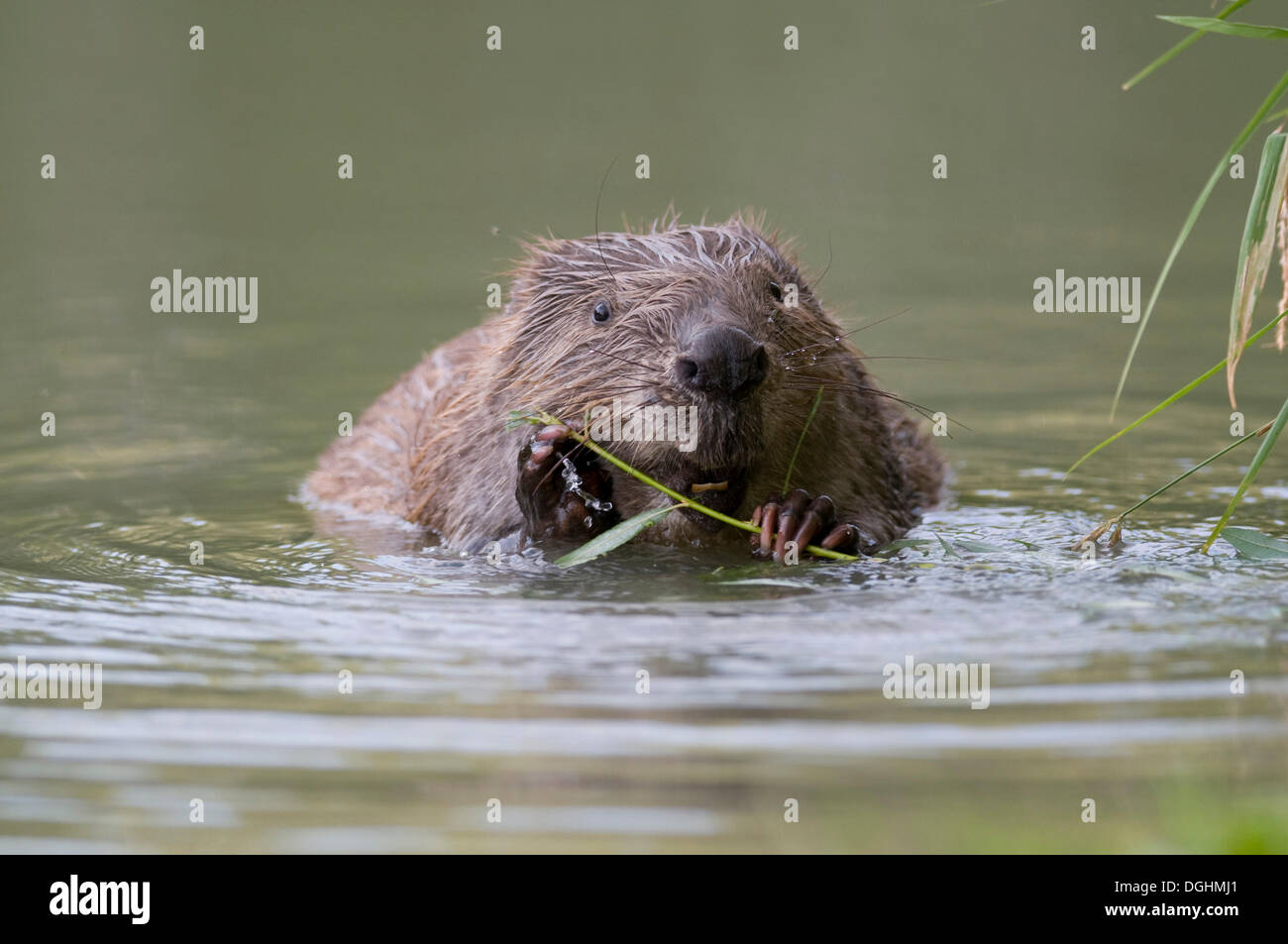 Gnawing mammals hi-res stock photography and images - Alamy