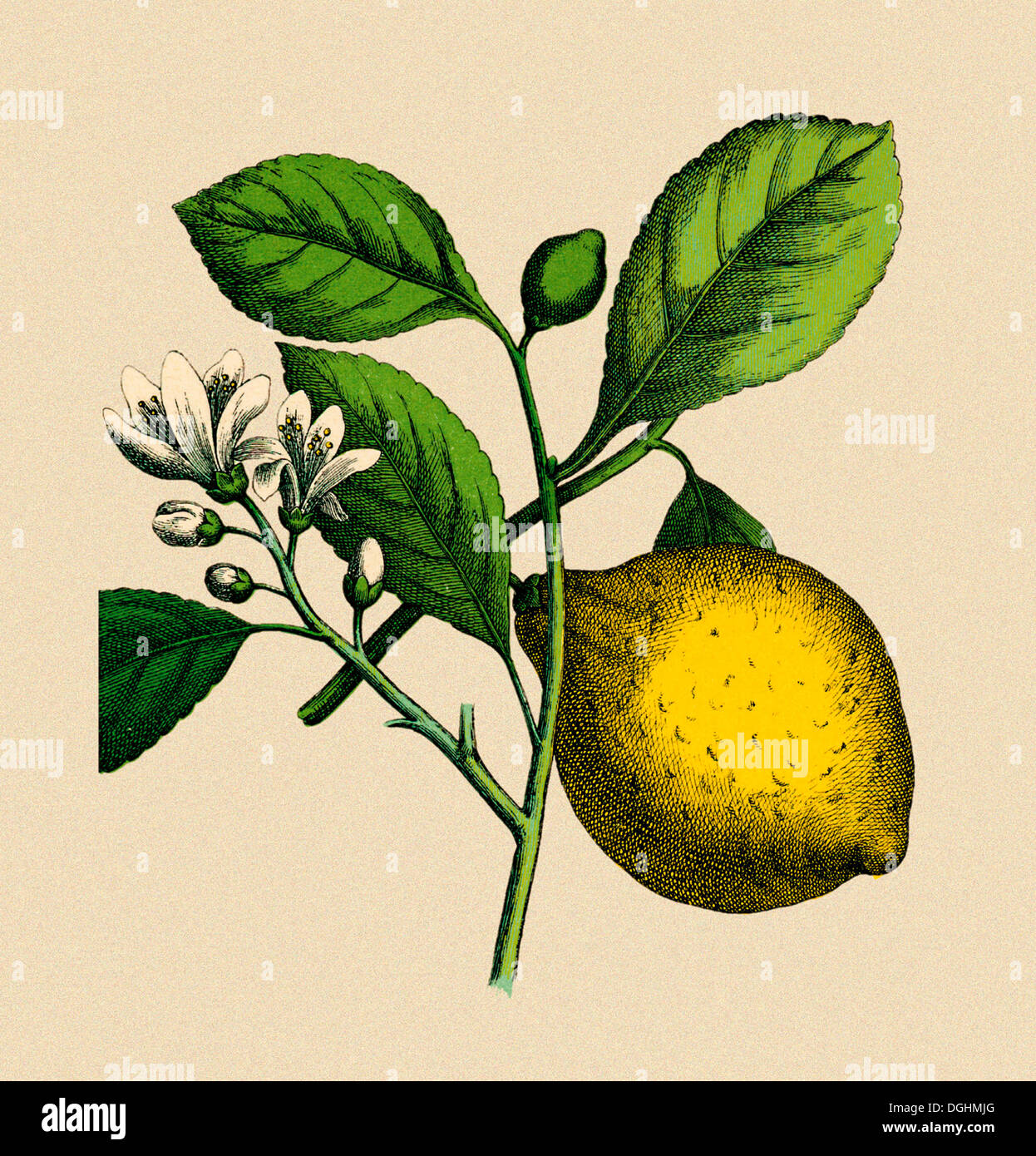 Lemon tree, historical illustration, Moritz Willkomm, Natural History ...