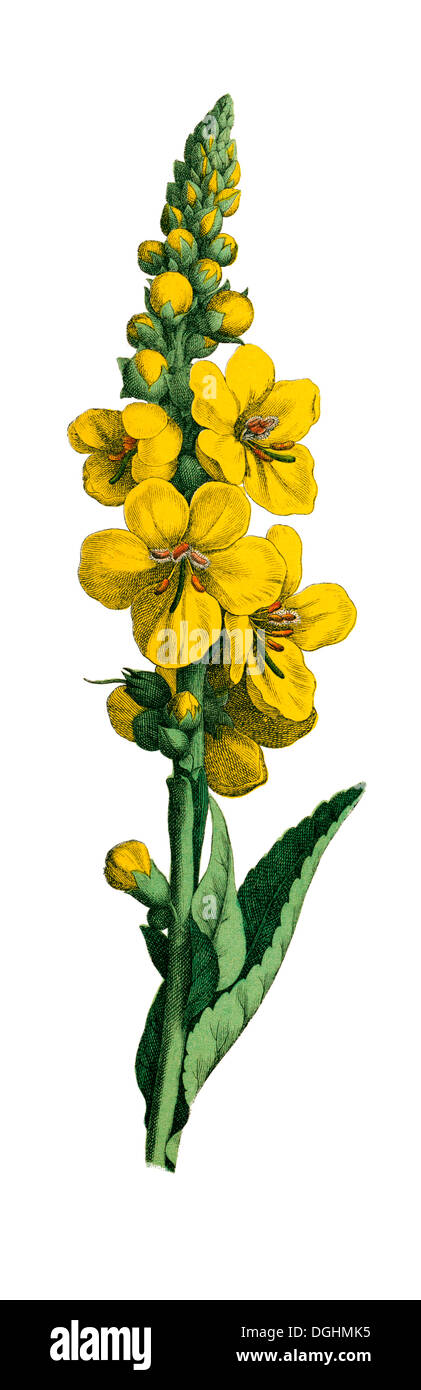 Mullein, historical illustration, Moritz Willkomm, Natural History of ...