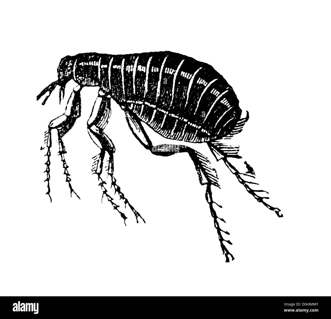 Flea, historical illustration from: Marie Adenfeller, Friedrich Werner ...