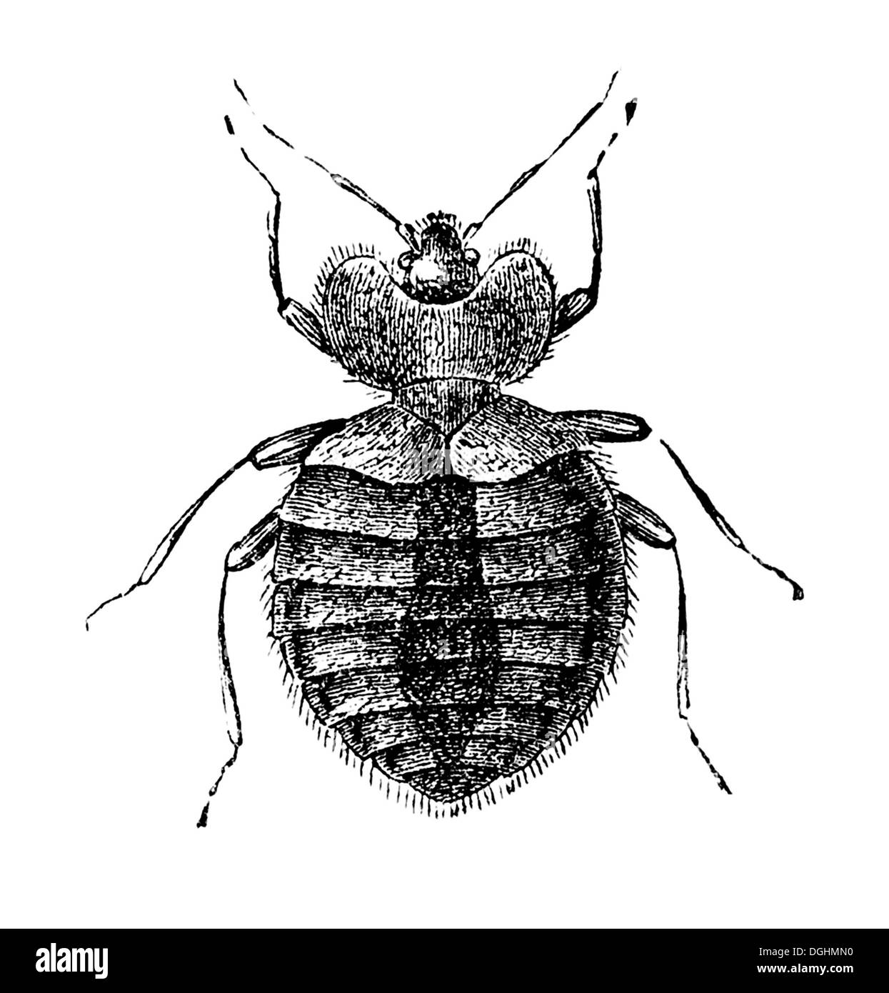 Lightning Bug Scientific Illustration