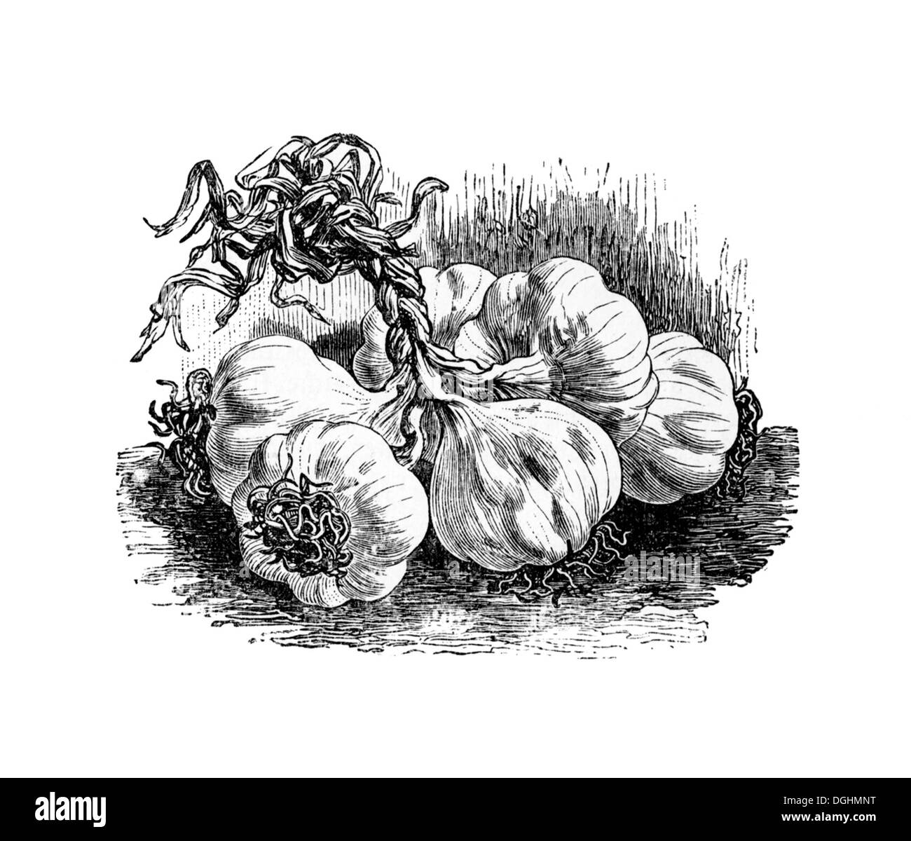 Garlic plant drawing hi-res stock photography and images - Alamy