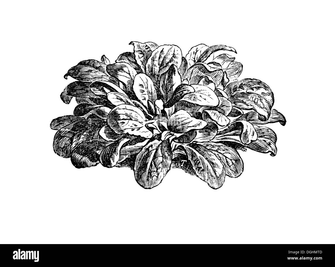 Corn Salad, historical illustration, Theodor Lange, General Illustrated ...