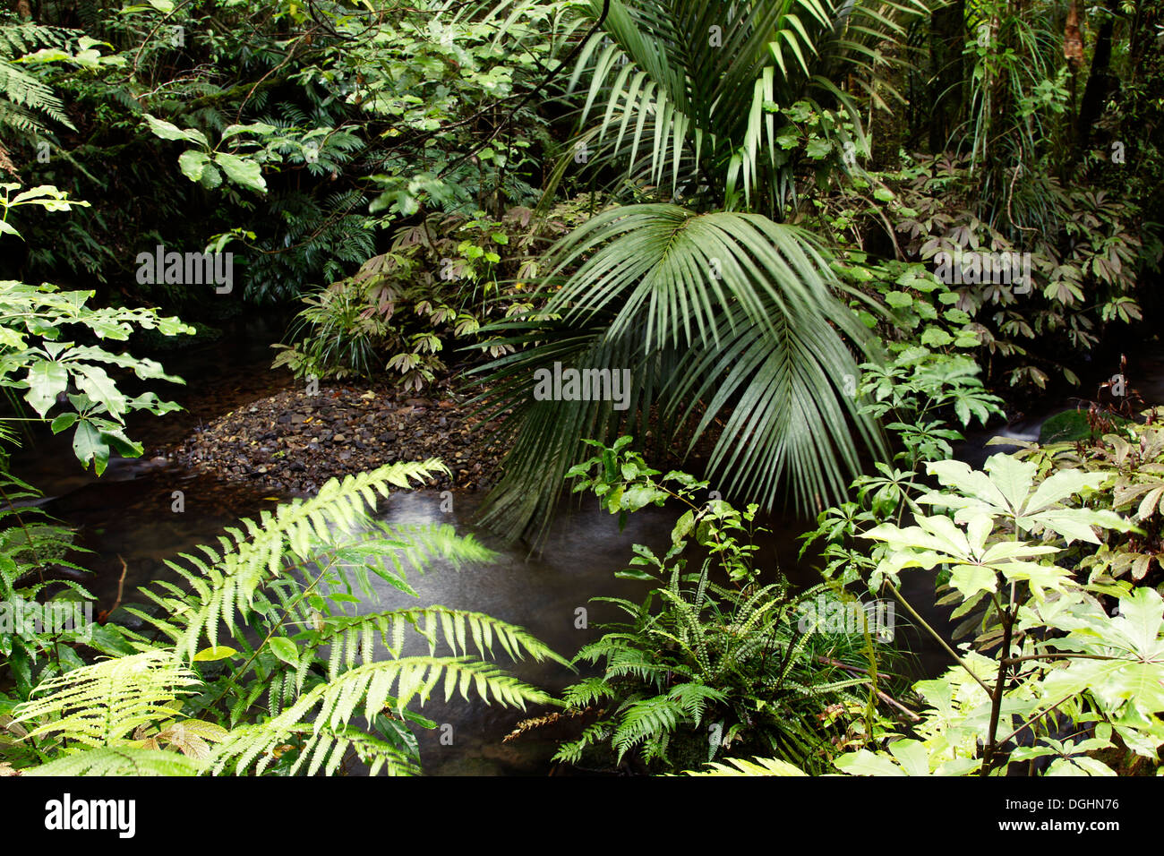 Lush foliage in tropical jungle Stock Photo - Alamy Lush foliage in tropical jungle Stock Photo - Alamy