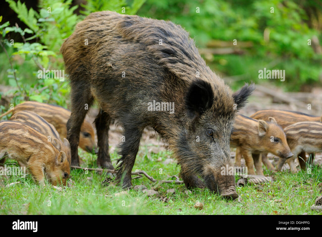 Wild boar (Sus scrofa), sow with piglets, captive, Bavaria, Germany ...