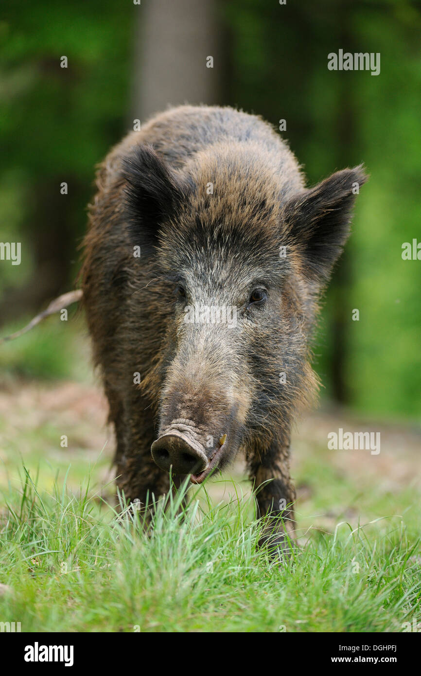 Wild boar hi-res stock photography and images - Alamy