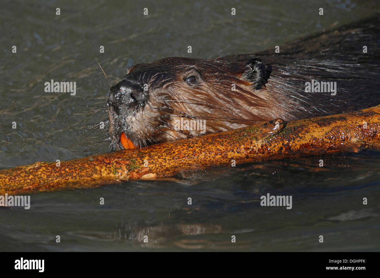 Eurasian Beaver (Castor fiber) in water with a willow branch, captive ...