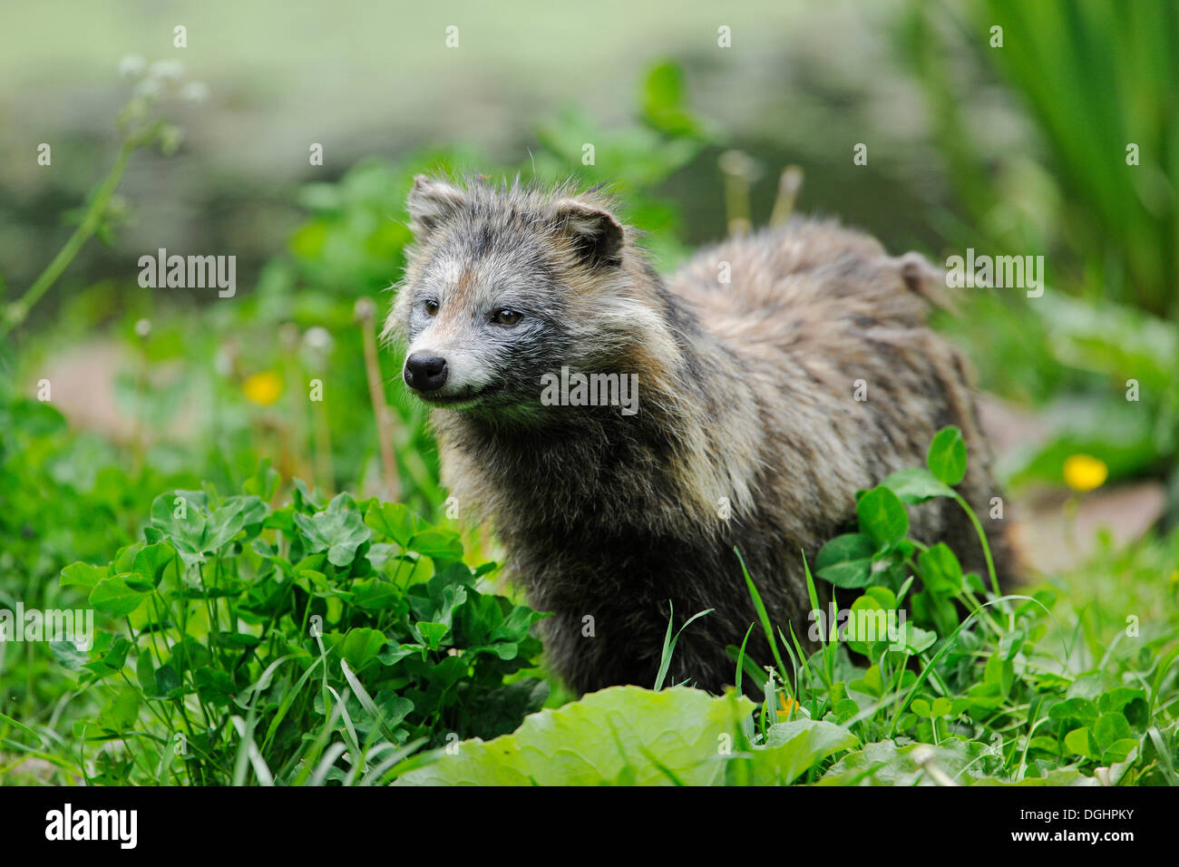 White Raccoon Dogs