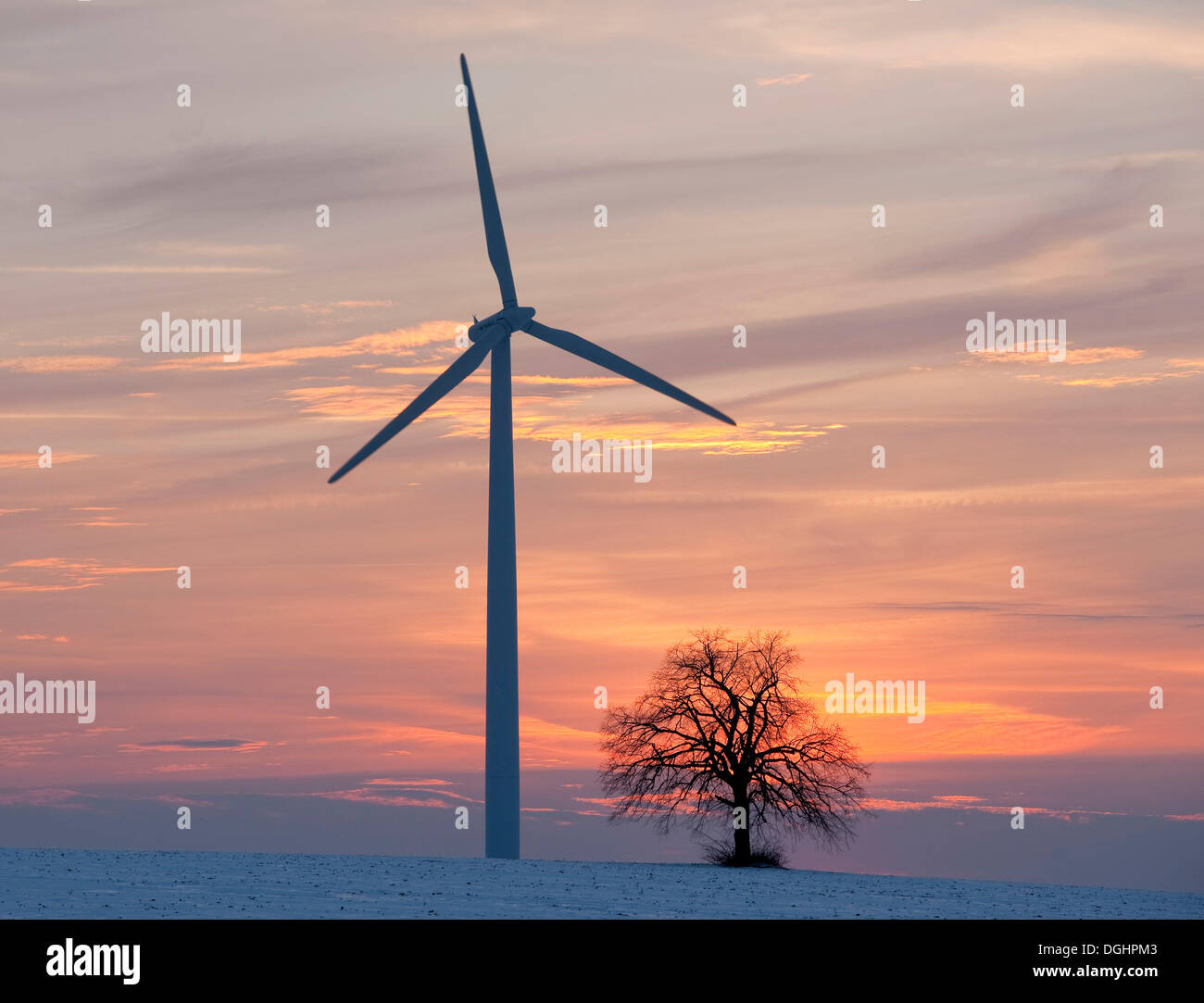 Tilia sp hi-res stock photography and images - Alamy