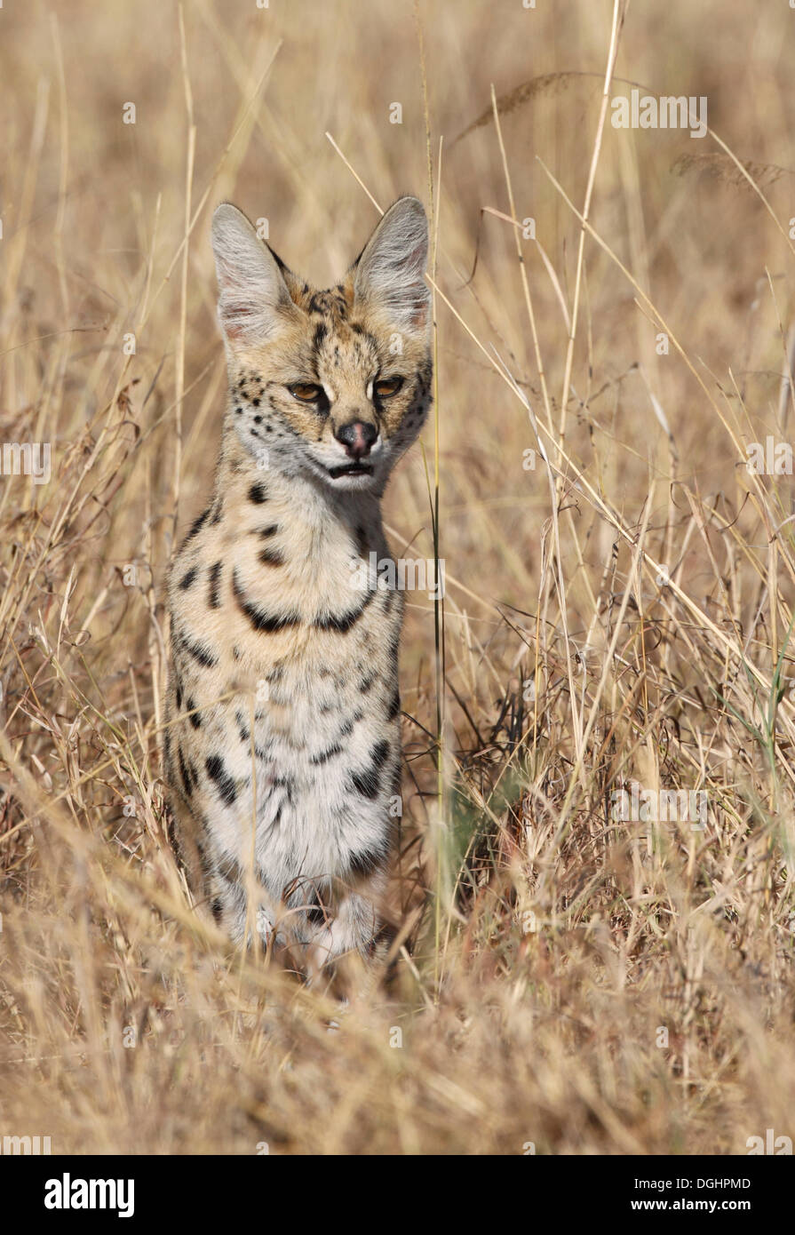 Photos serval hi-res stock photography and images - Alamy