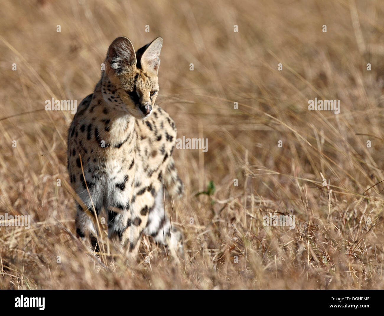 Serval (Leptailurus serval Stock Photo - Alamy