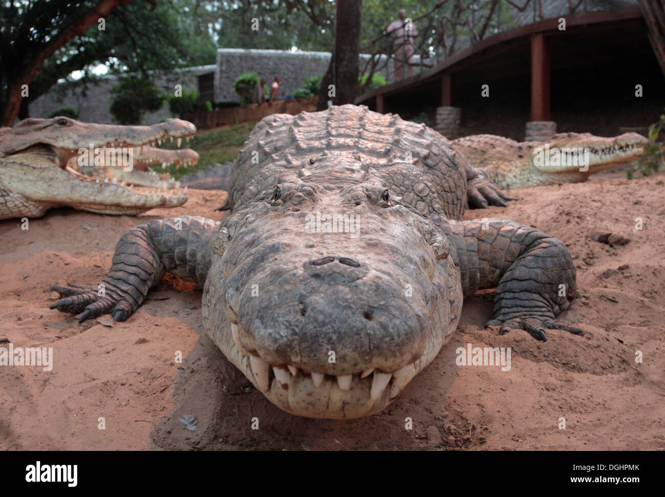 Zoo crocodile enclosure hi-res stock photography and images - Alamy