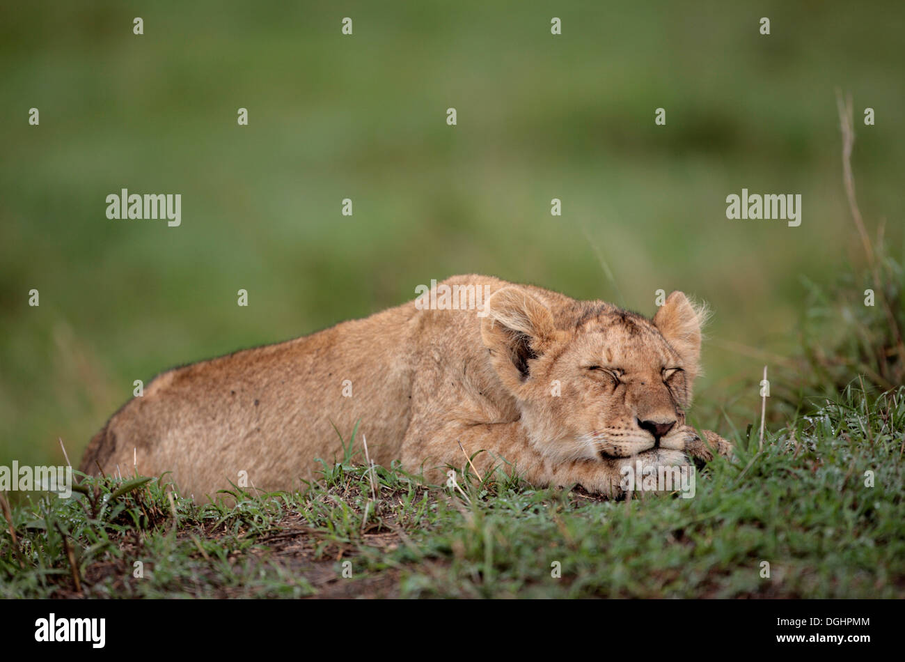 Lion (Panthera leo), sleeping Stock Photo - Alamy