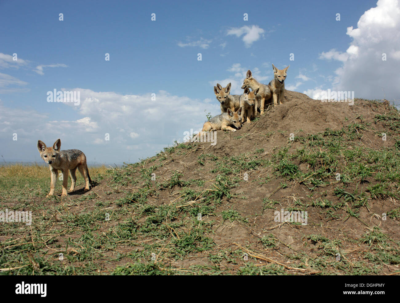 Black-backed Jackal, Silver-backed or Red Jackal (Canis mesomelas) on ...