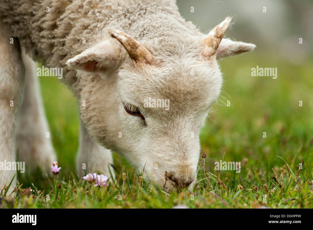 Shetland lambs hi-res stock photography and images - Alamy