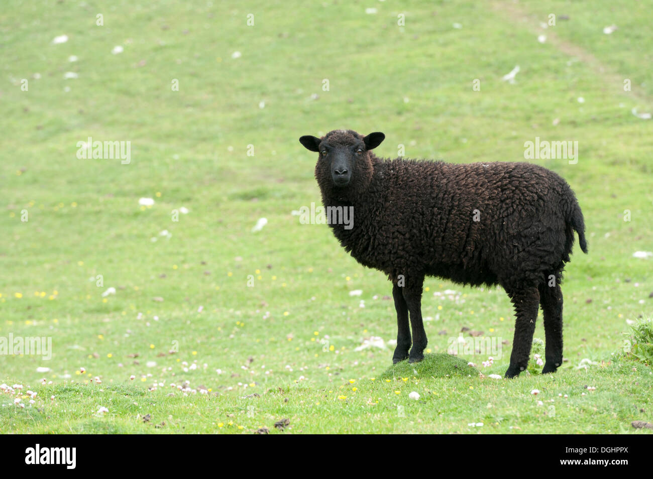 Black lamb hi-res stock photography and images - Alamy