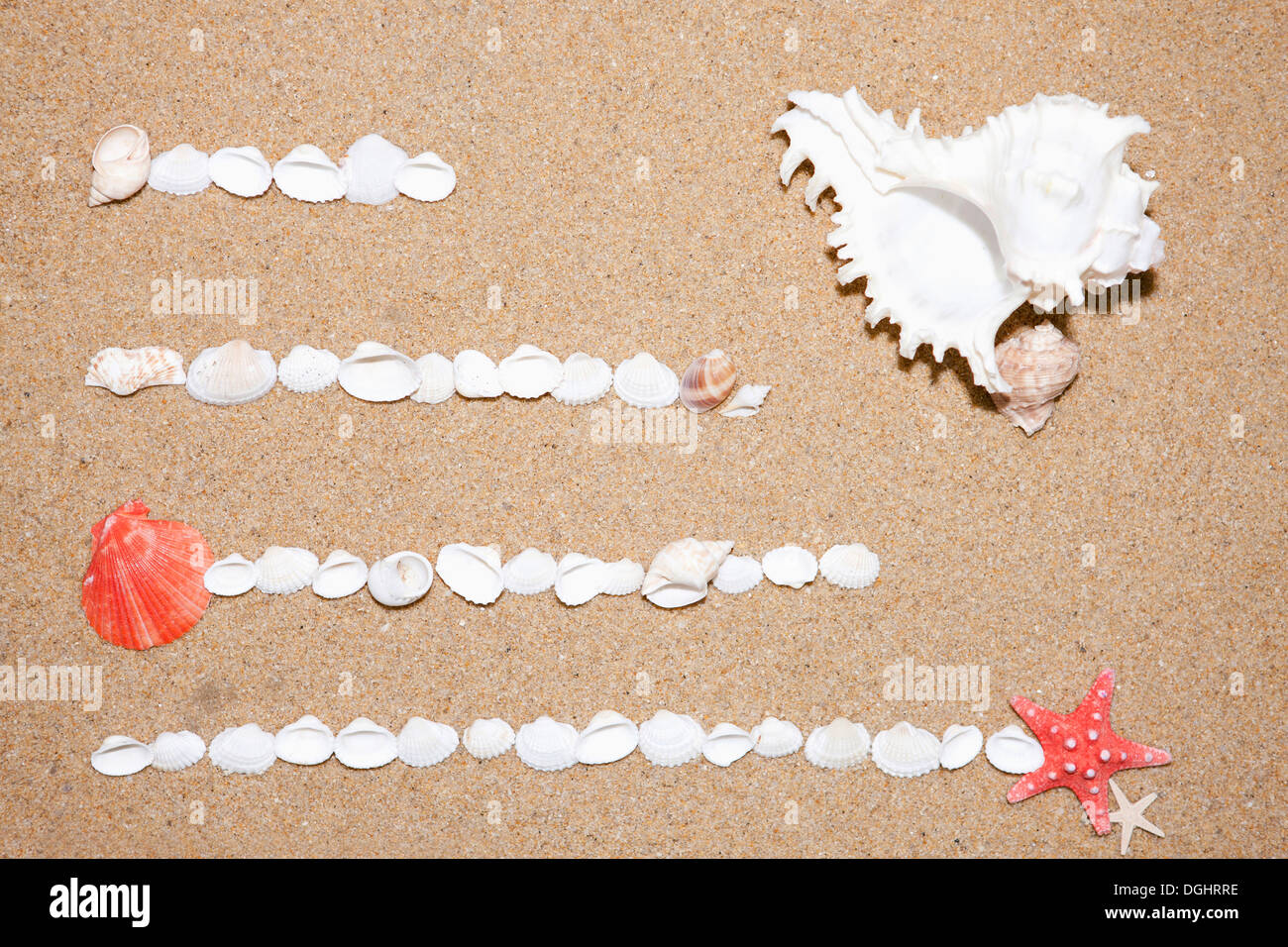 sea shells in rows on a beach Stock Photo - Alamy