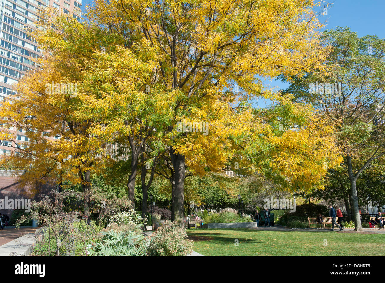 A tree in Battery Park City, a neighborhood in lower Manhattan Stock ...