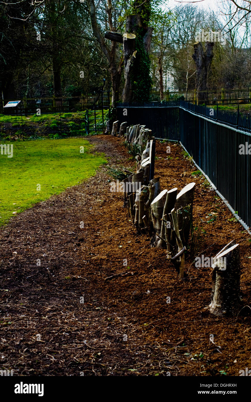 Tree stumps on the ground hi-res stock photography and images - Alamy