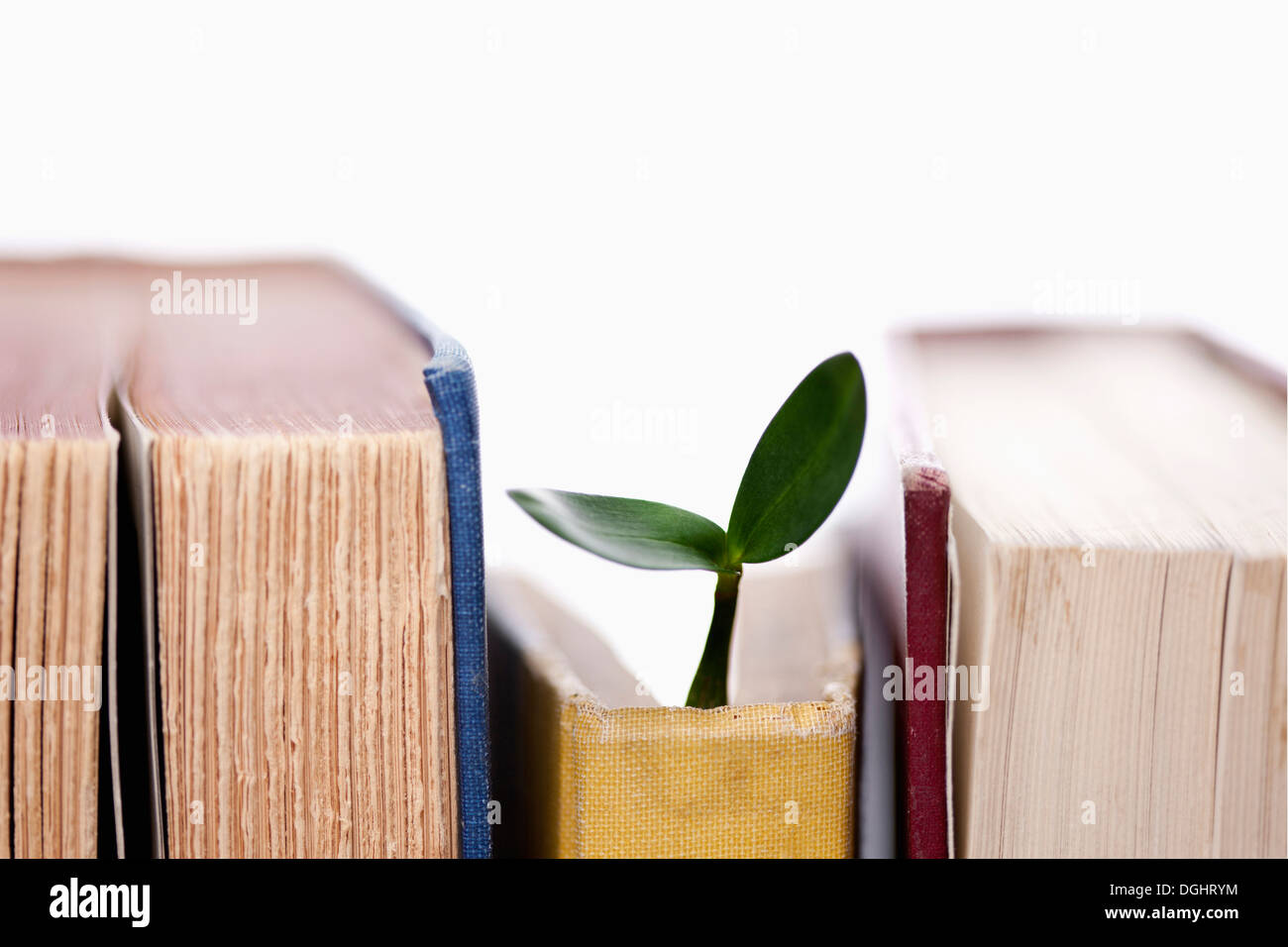 Plant growing out of a book hi-res stock photography and images - Alamy