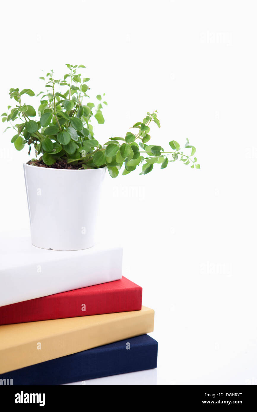 a plant on a pile of books Stock Photo - Alamy