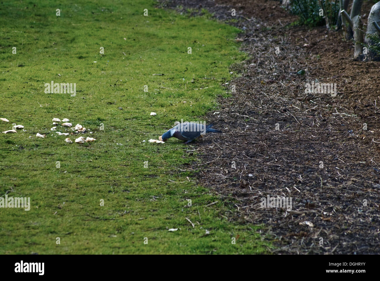 Pigeons in green grass hi-res stock photography and images - Alamy