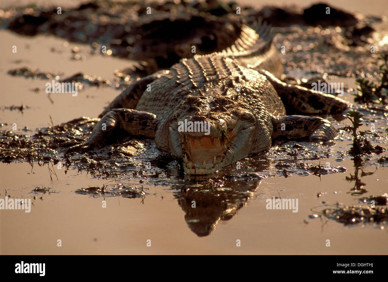Saltwater crocodile, estuarine crocodile (Crocodylus porosus ...