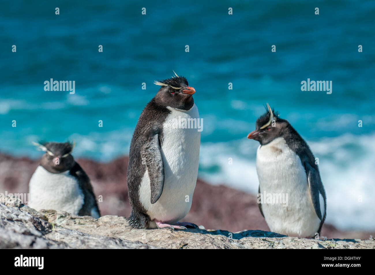 Rock Hopper Penguins High Resolution Stock Photography and Images - Alamy