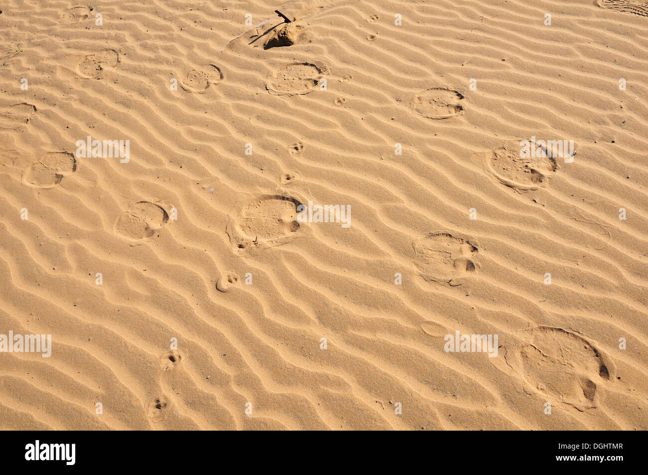 Camel tracks in the sand, Morocco, Africa Stock Photo - Alamy