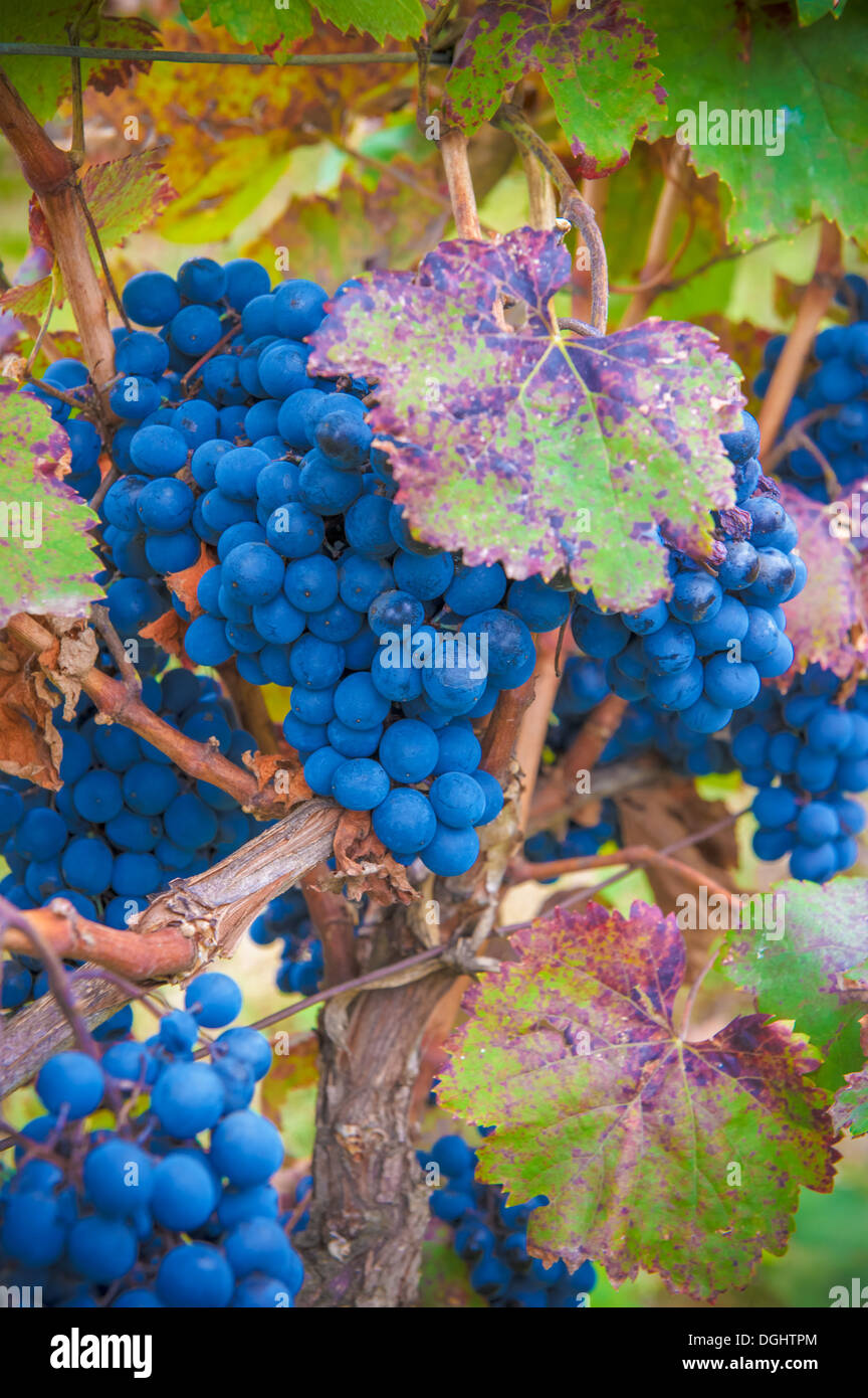 Grape bunch pattern hi-res stock photography and images - Alamy