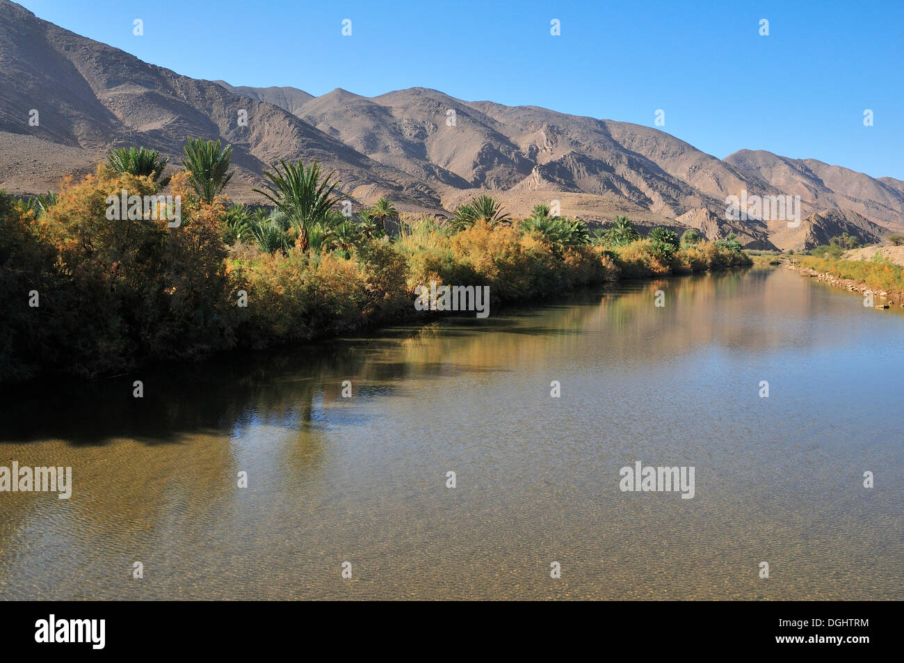 Date palms (Phoenix dactylifera) on the banks of the Draa River at Agdz ...