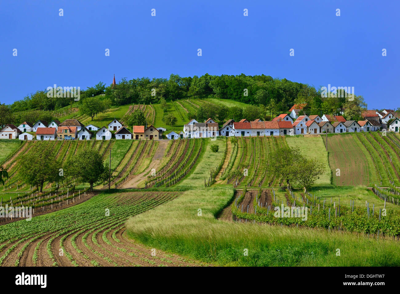 Fields and vineyards along the Kellergasse cellar route on Galgenberg ...