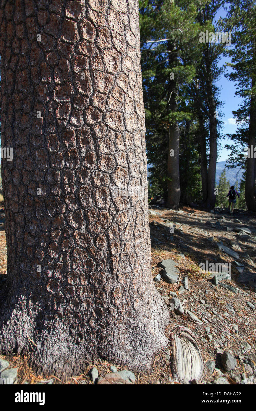 Lake tahoe pine tree hi-res stock photography and images - Alamy