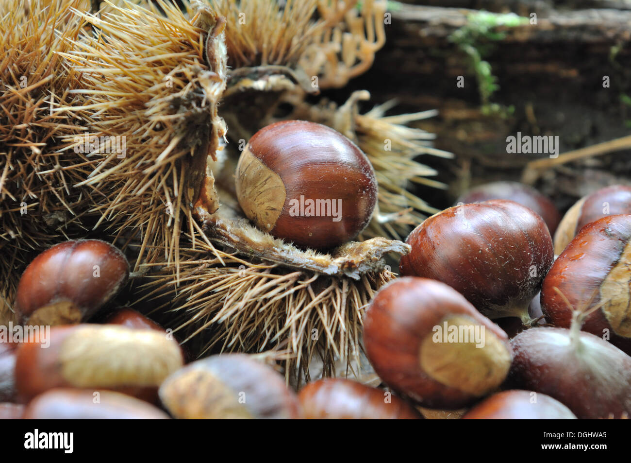 Prickly shell hi-res stock photography and images - Alamy